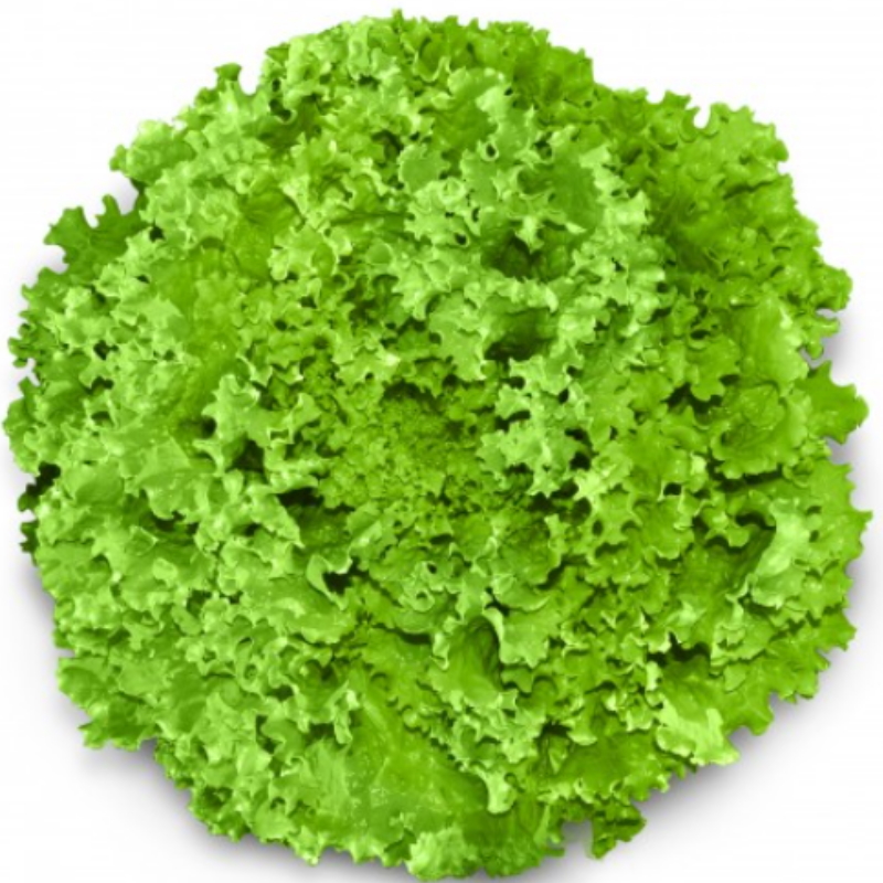 Sementes de Alface Crespa BRS Leila - 7.500 Sementes Agrocinco