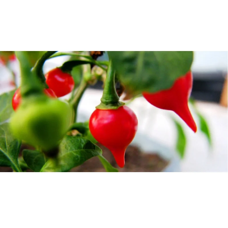 Identificando Tipos De Pimenta Descubra Os Tipos De Pimentas: O Que